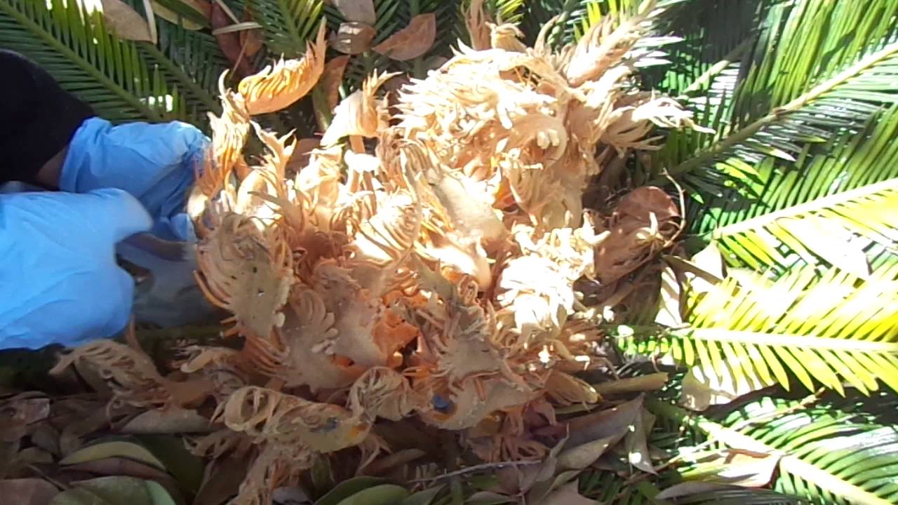 2016 Sago Palm Seed Harvest Pt2 - YouTube
