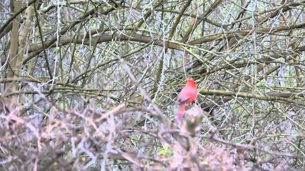 Loretta Films, "The Cardinal & Other Types Of Birds!" - YouTube