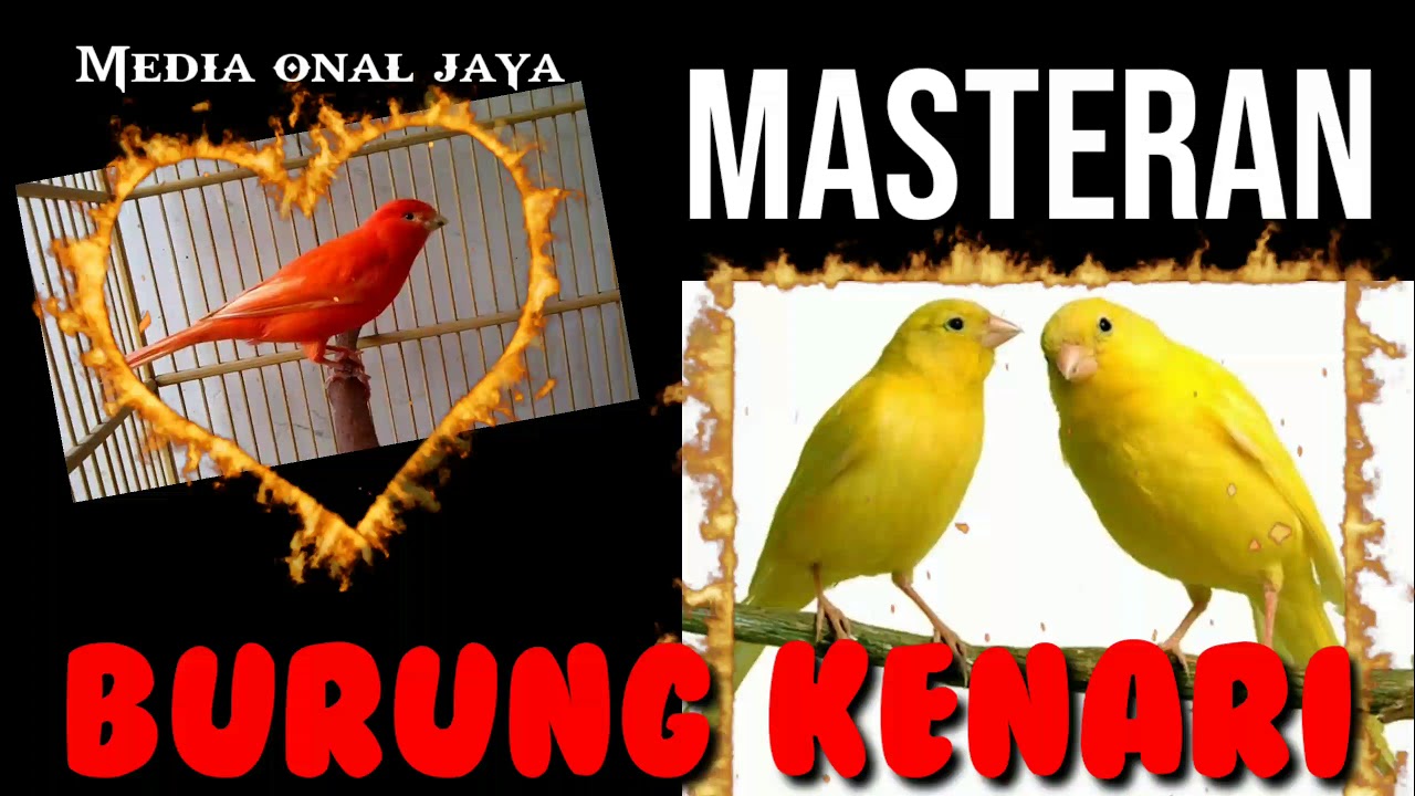 Masteran burung kenari - YouTube