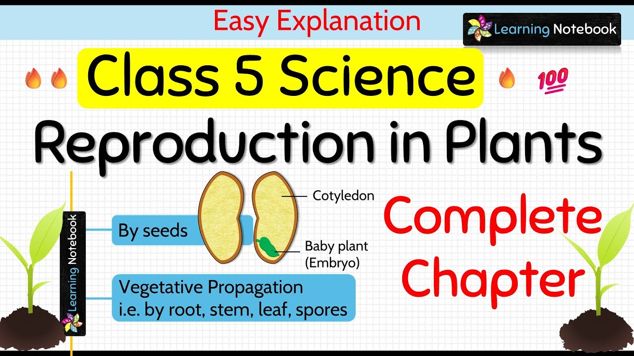 Reproduction in Plants (Complete Chapter) - YouTube