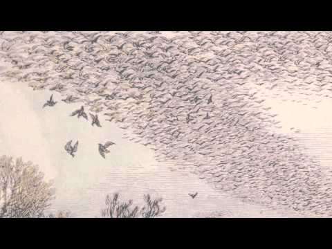 The Manitoba Museum: Exhibit: Remembering the Passenger Pigeon 100 years later