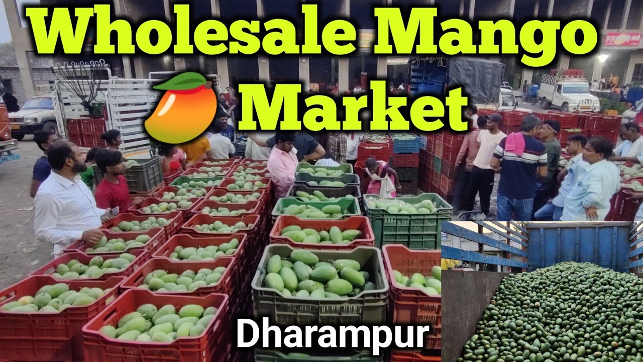 Wholesale Mango 🥭 Market | Dharampur Gujarat | Alphonso Mango Apmc ...