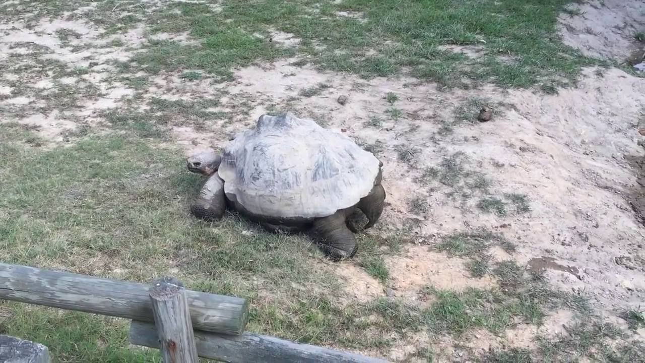 What Does Turtle Poop Look Like - Asking List