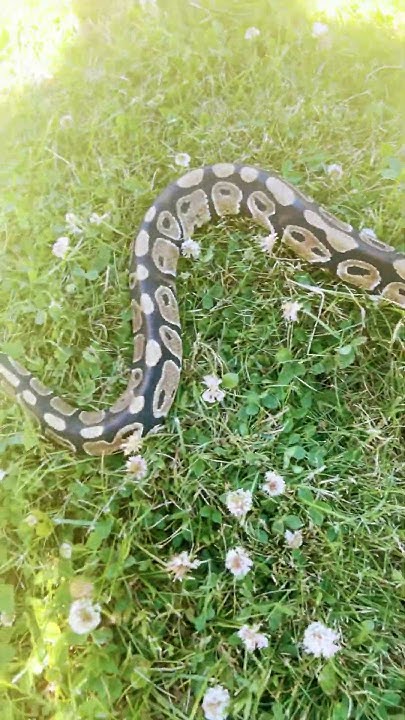 The python king has arrived #snakes #reptile #subscribe #fyp #python # ...