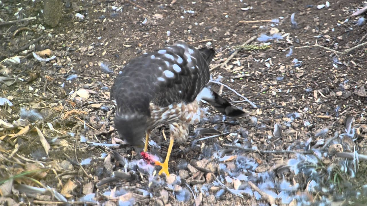 Cooper's hawk eating one of my sparrows 2 (tripod) - YouTube
