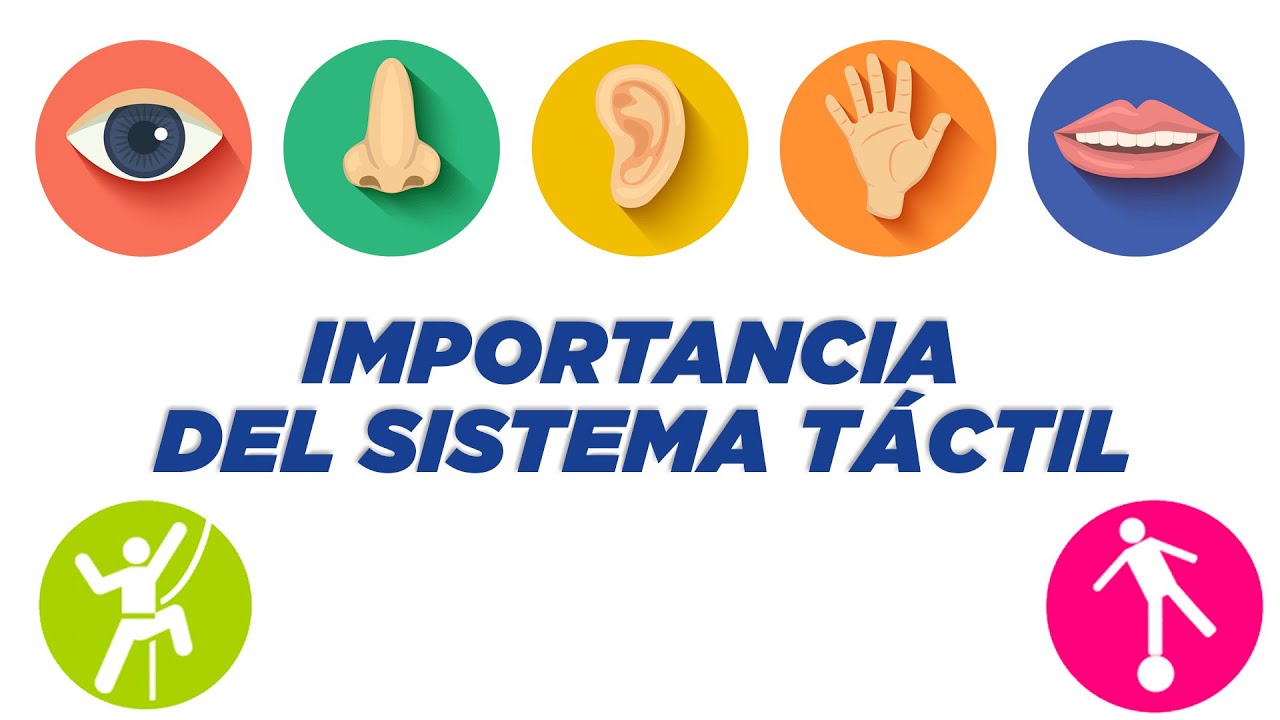 Importancia del Sistema Táctil - YouTube