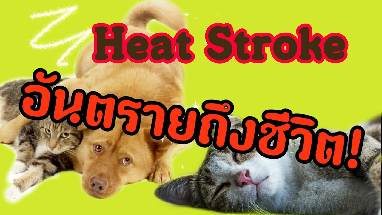 Heat stroke in pet ฮีทสโตรกในสัตว์เลี้ยง..อันตรายถึงชีวิต..🔥Hotd 🔥| Cat ...