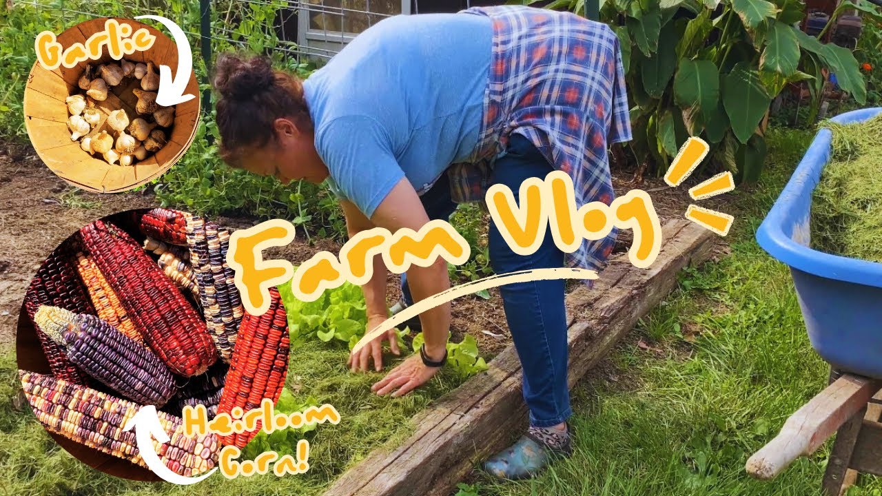planting garlic & turnips and feeding the animals | weekly farm vlog ...