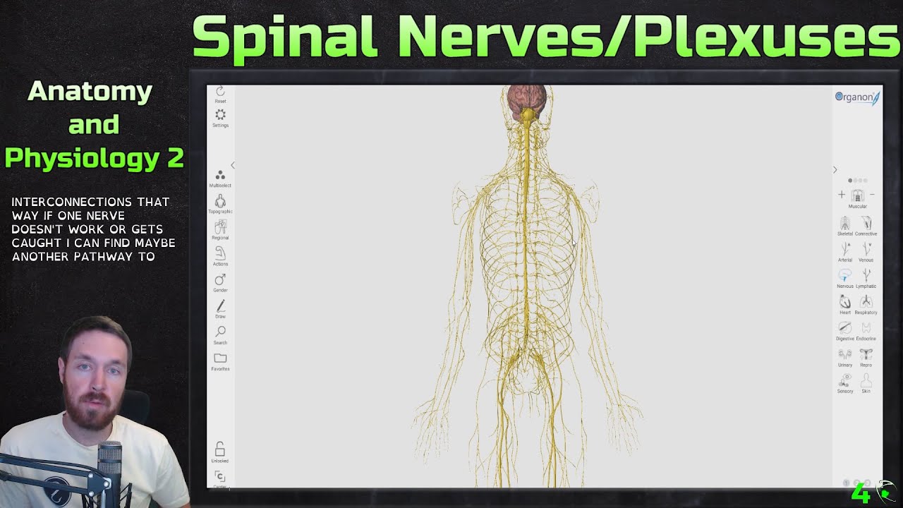 Spinal Nerves and Plexuses Overview - Anatomy and Physiology 2 - YouTube