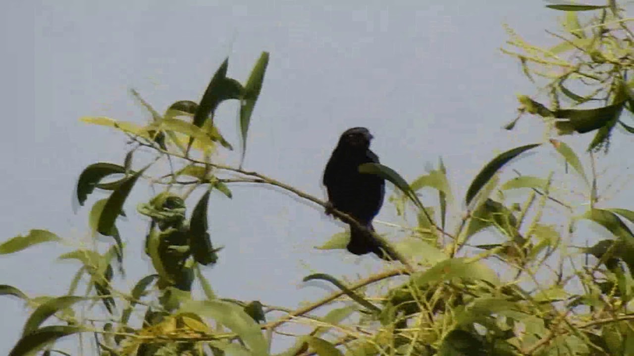 The scenery and the birds are absolutely beautiful - YouTube