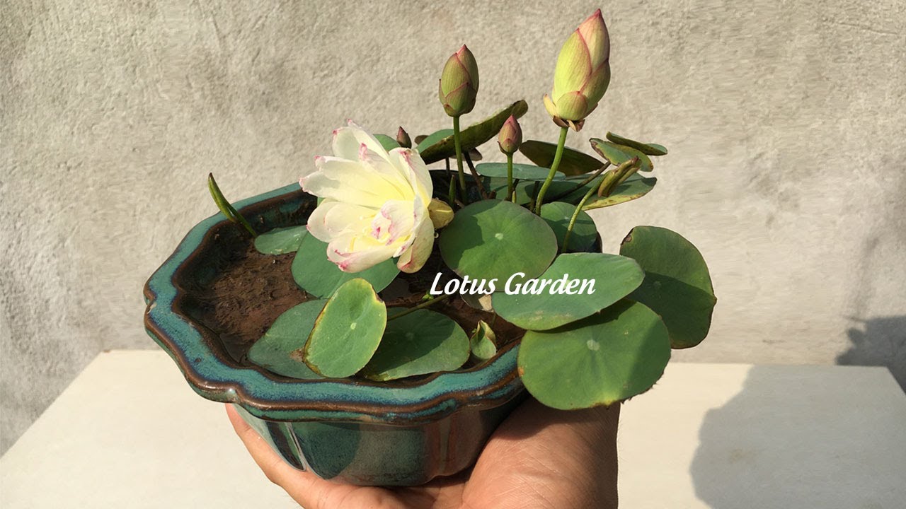 Plant mini lotus in a small pot, mini lotus blooms after 32 days of ...