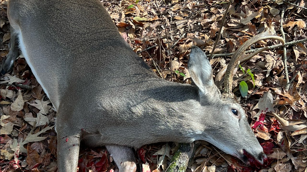 Finished out the year with a cull buck. - YouTube