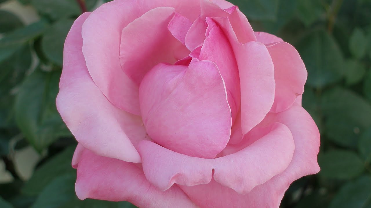 Rimsky-Korsakov - Fascinated by the Rose, the Nightingale ...