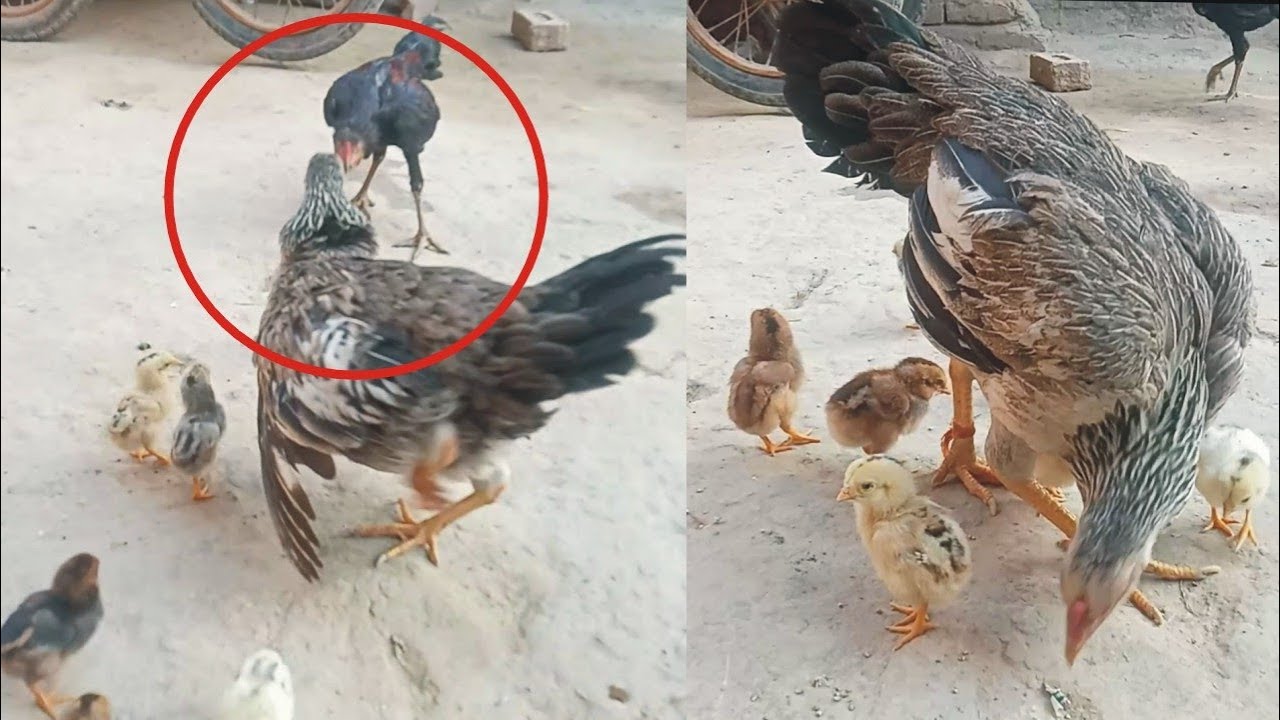 Angry and Brave Mother Hen Protecting her Cute Chicks and Feeding - YouTube