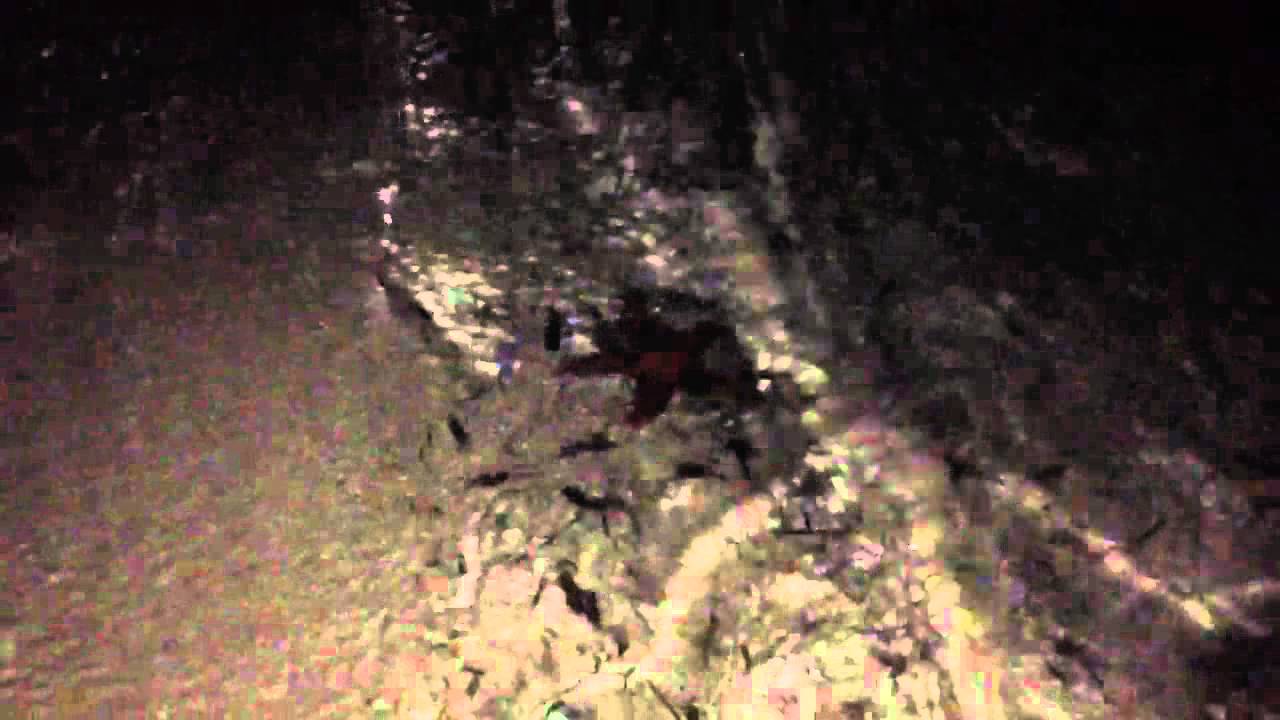 Starfish at Higgs Memorial Beach Key West, Florida - YouTube