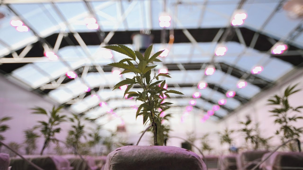 Monte Fiore Farms Grows High-Quality Greenhouse Cannabis with LumiGrow ...