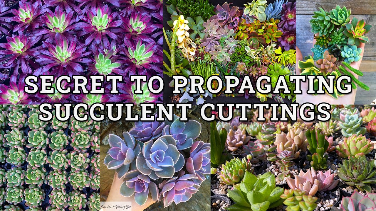Secret to propagating succulent cuttings/ offsets - YouTube