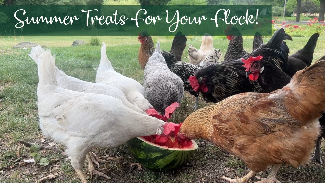 Summer Treats For Your Flock! - YouTube