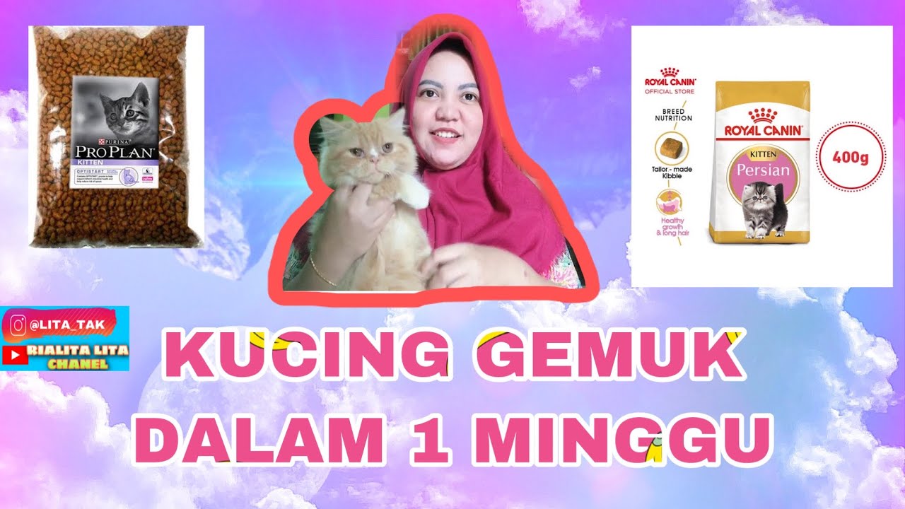KUCING GEMUK DALAM 1 MINGGU - YouTube