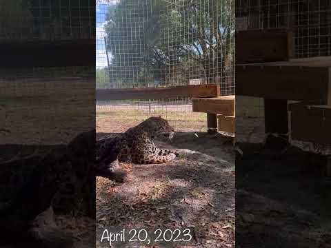 MANNY JAGUAR #7 OF 8. See description for details. 04 20 2023