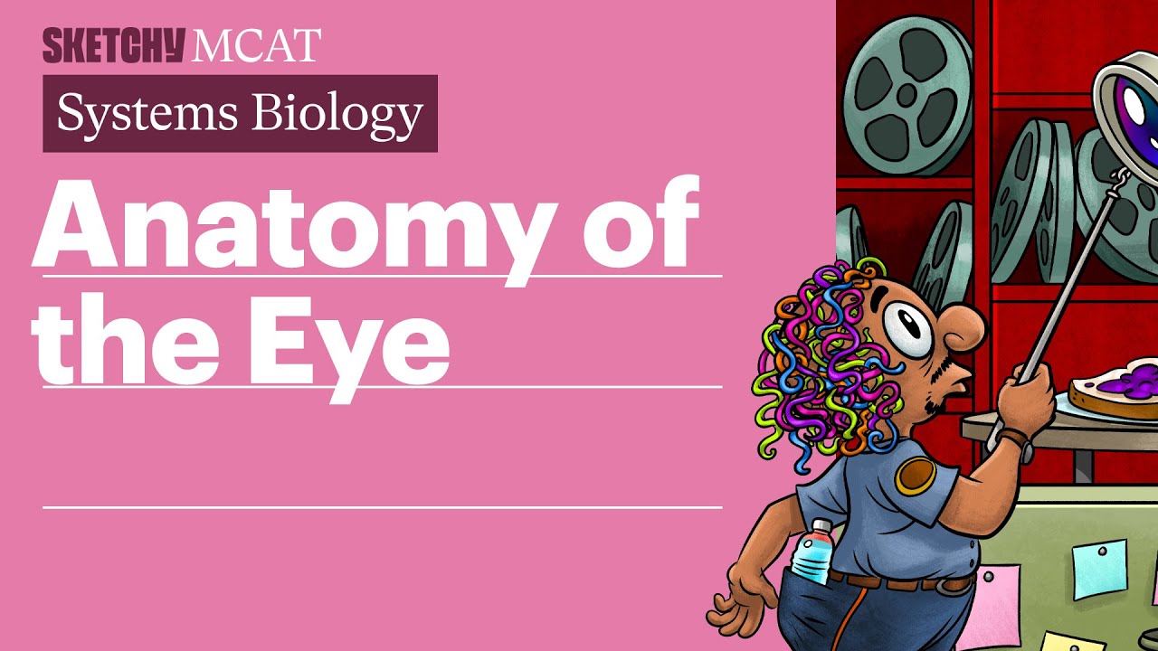 Anatomy of the Eye: Eye Segments (Biology) | Sketchy MCAT - YouTube