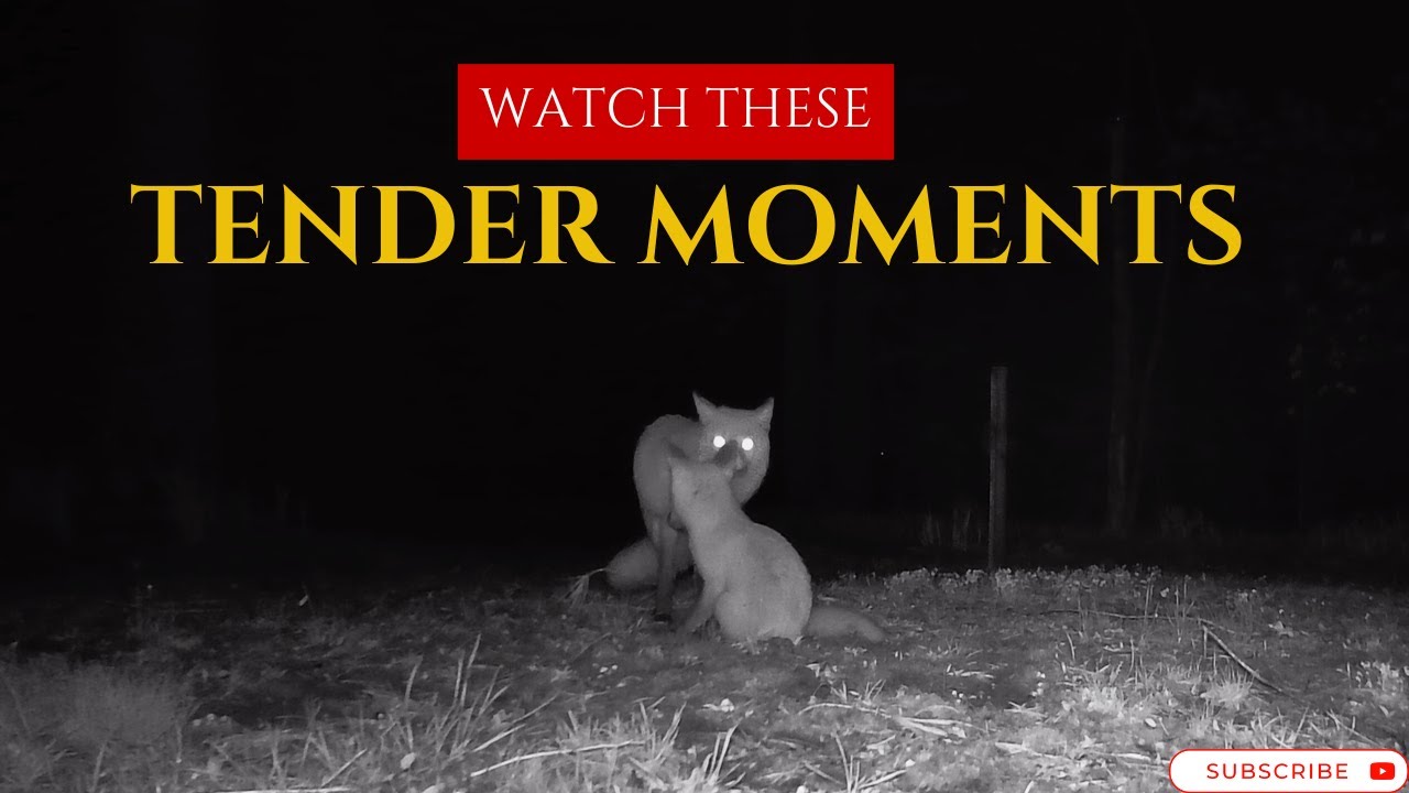 TENDER MOMENTS - Quality Fox Time - YouTube