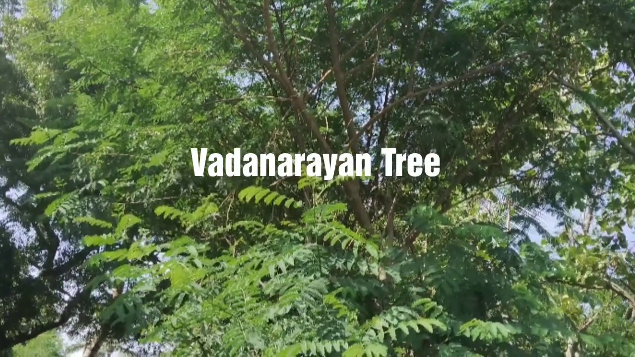 Delonix Elata/ Vadanarayan tree/Vaatha narayan keerai/Leaves(spinach ...