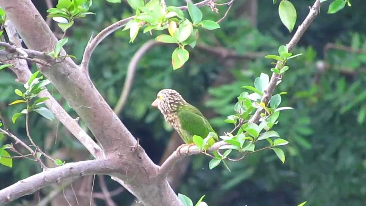 Bird Sounds -- LINEATED BARBET in Kent Ridge - YouTube