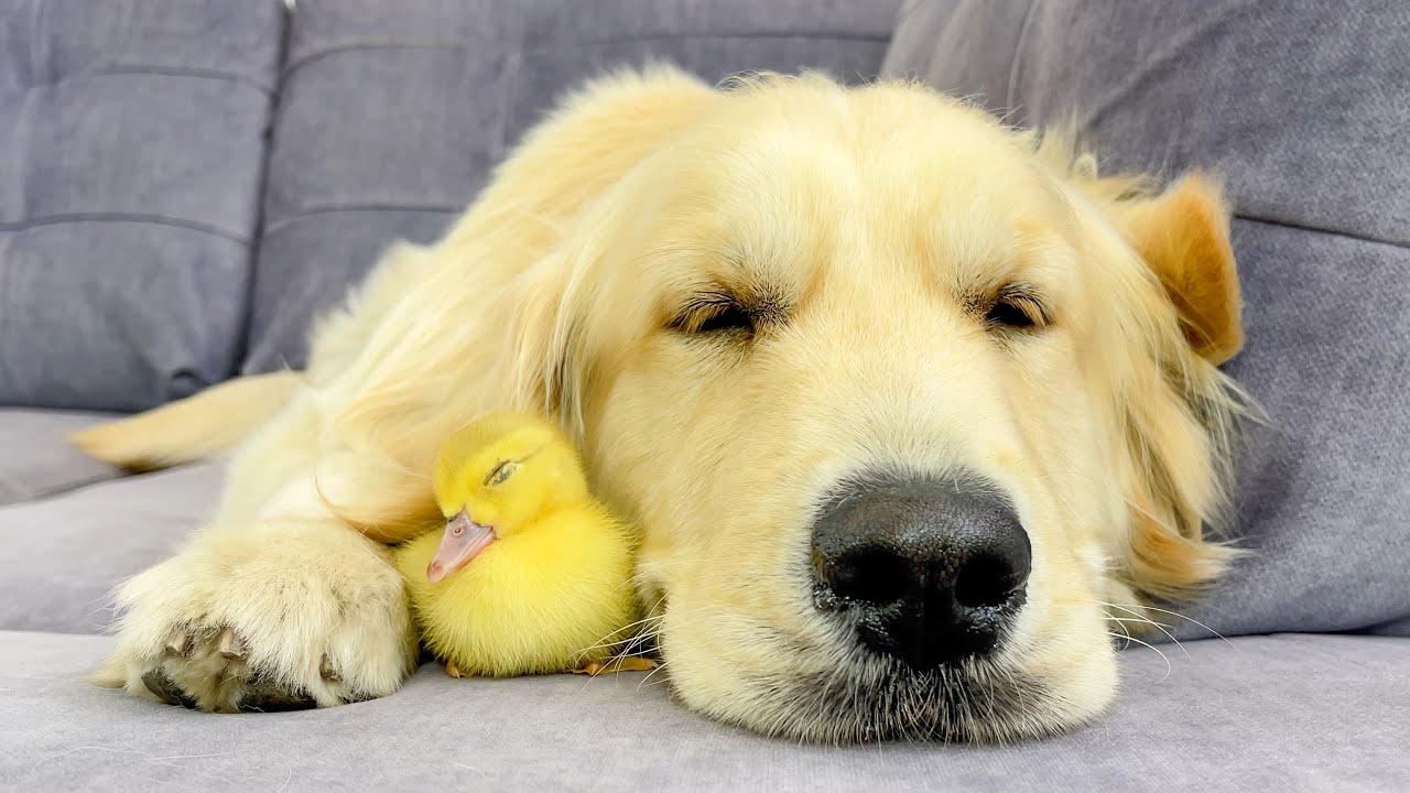 How a Golden Retriever and a Tiny Duckling Prepare for Sweet Sleep ...