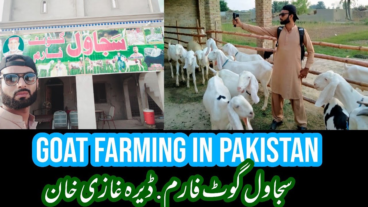 SAJAWAL GOAT FARM - Dera Ghazi Khan - GOAT FARMING IN PAKISTAN - YouTube