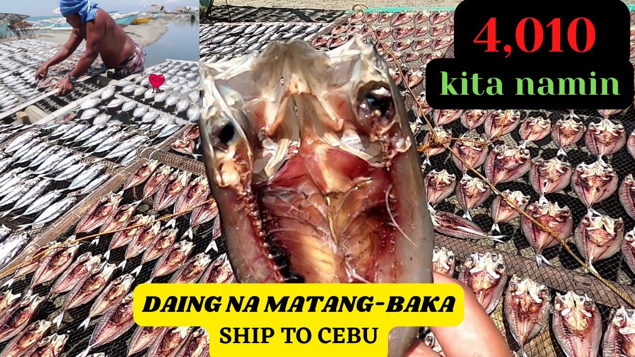 FROM FRESH FISH TO DRY FISH__DAING NA MATANG-BAKA SHIP TO CEBU with ...