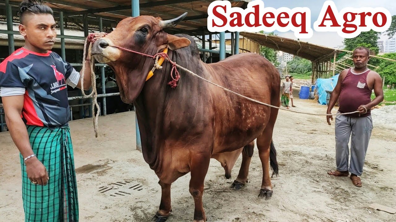 Qurbani 2021 _ Sundor Deshal Shar Goru _ Show Time of Beautiful Deshi ...