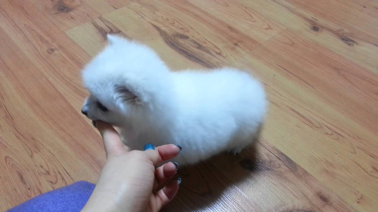 Cute, baby ,spitz, puppy, dog,white, pet ,귀요미, 스피츠 - YouTube