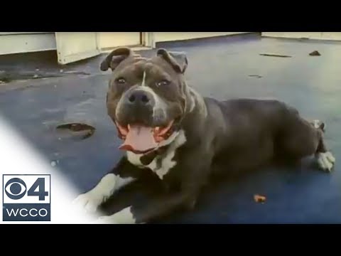 Man Killed Pit Bull After It Attacked His Dog