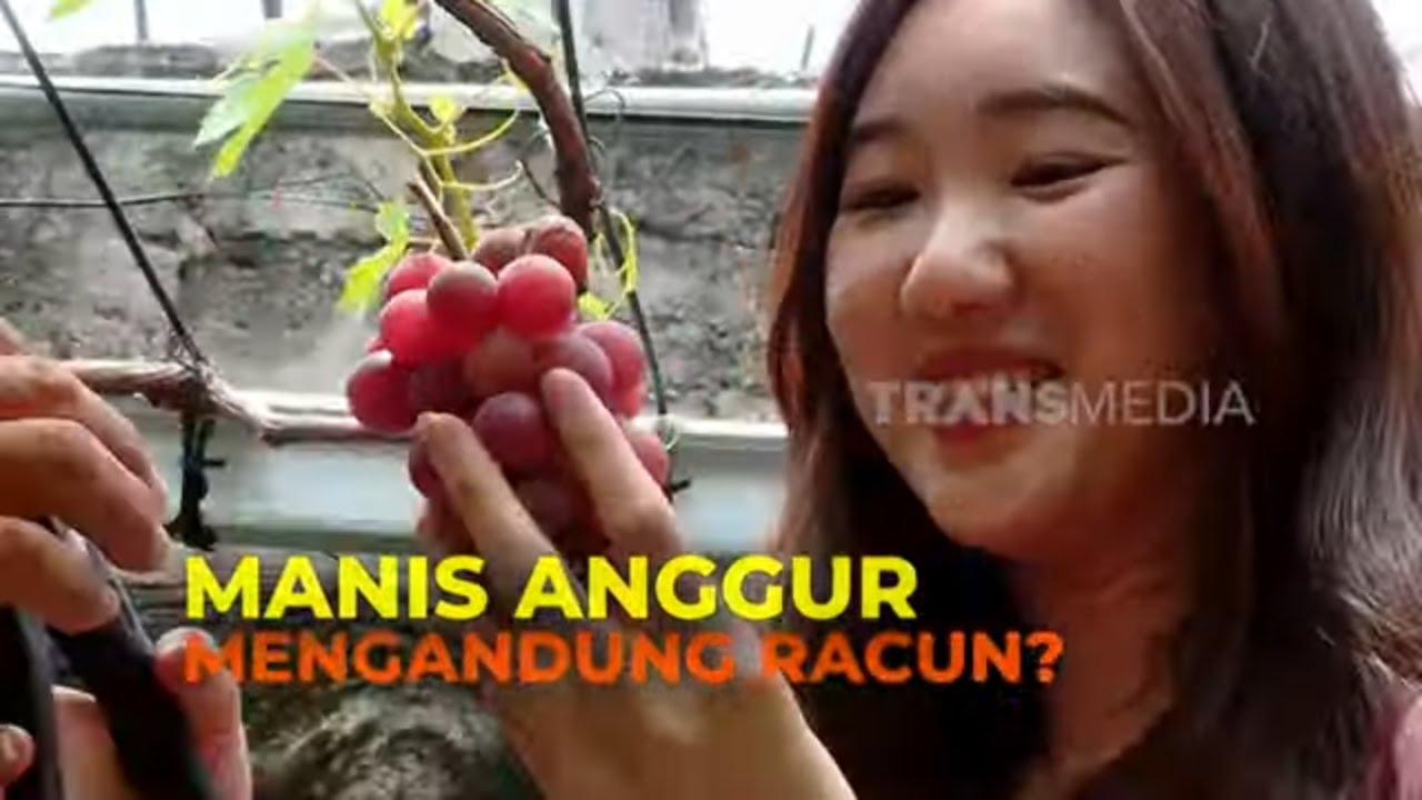 Manis Anggur Mengandung Racun? | SECRET STORY (19/11/24) - YouTube