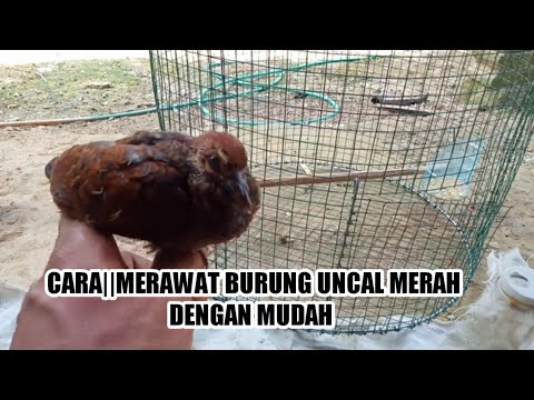 CARA||MERAWAT ANAKAN BURUNG UNCAL MERAH - YouTube