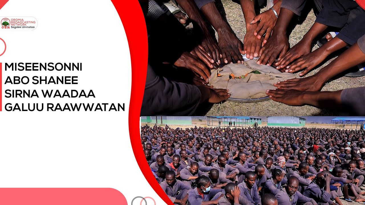 Miseensonni ABO Shanee kuma 1 fi 521 uummatatti makamuuf Sirna waadaa ...