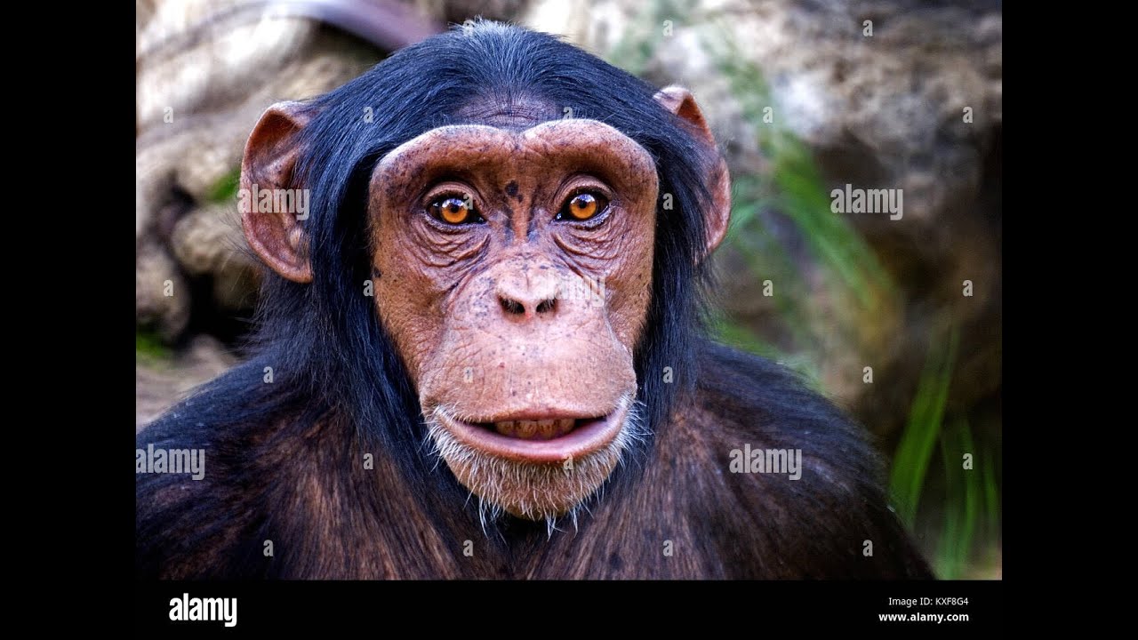 epic swag monkey - YouTube