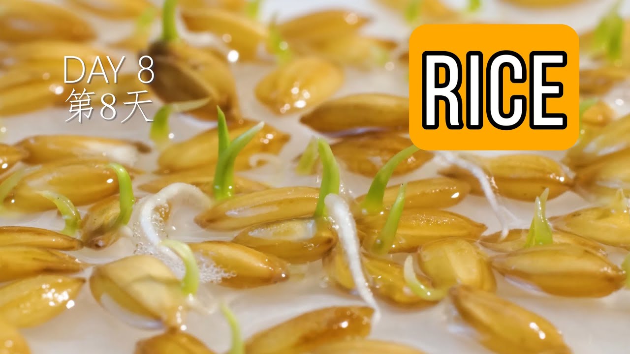 Rice Germination Time Lapse | How To Grow Rice | Mr Garden - YouTube