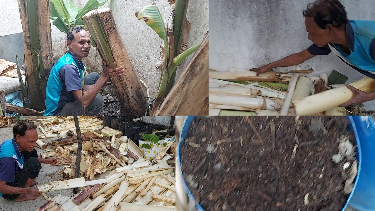 How To Make Banana Plant Compost || केले के पौधे से खाद कैसे बनाए ...