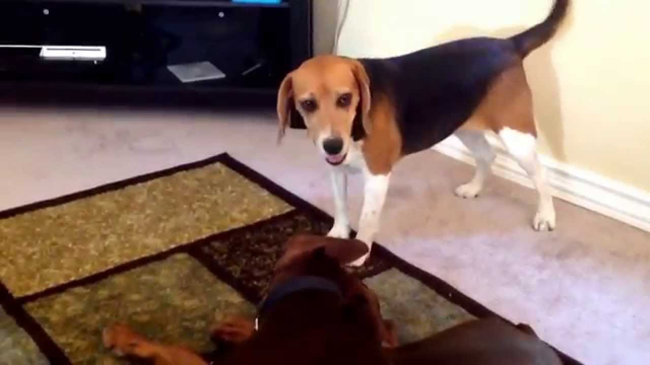 Doberman vs Beagle - YouTube