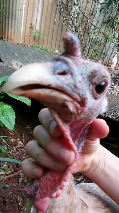 My pet turkey's new pen. #turkey #farming - YouTube