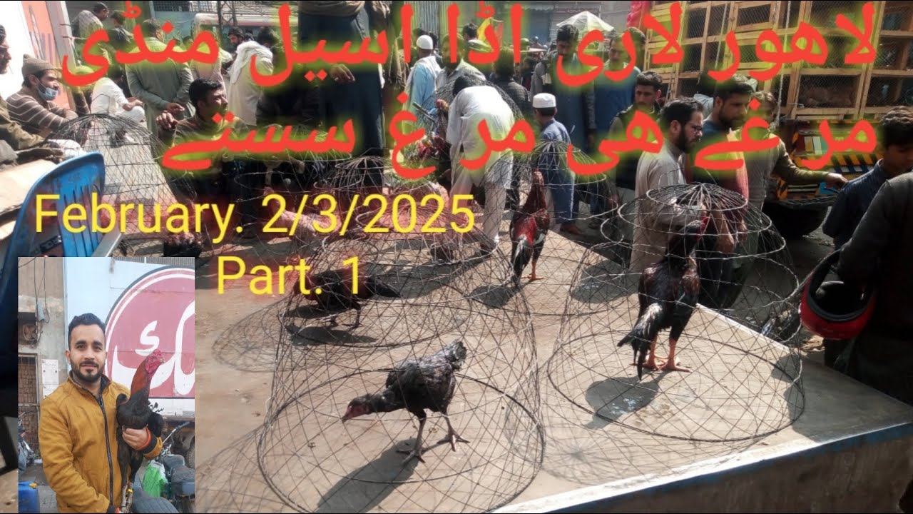 Lahore lari adda | aseel murga mandi | high quality murgye in | Lahore ...