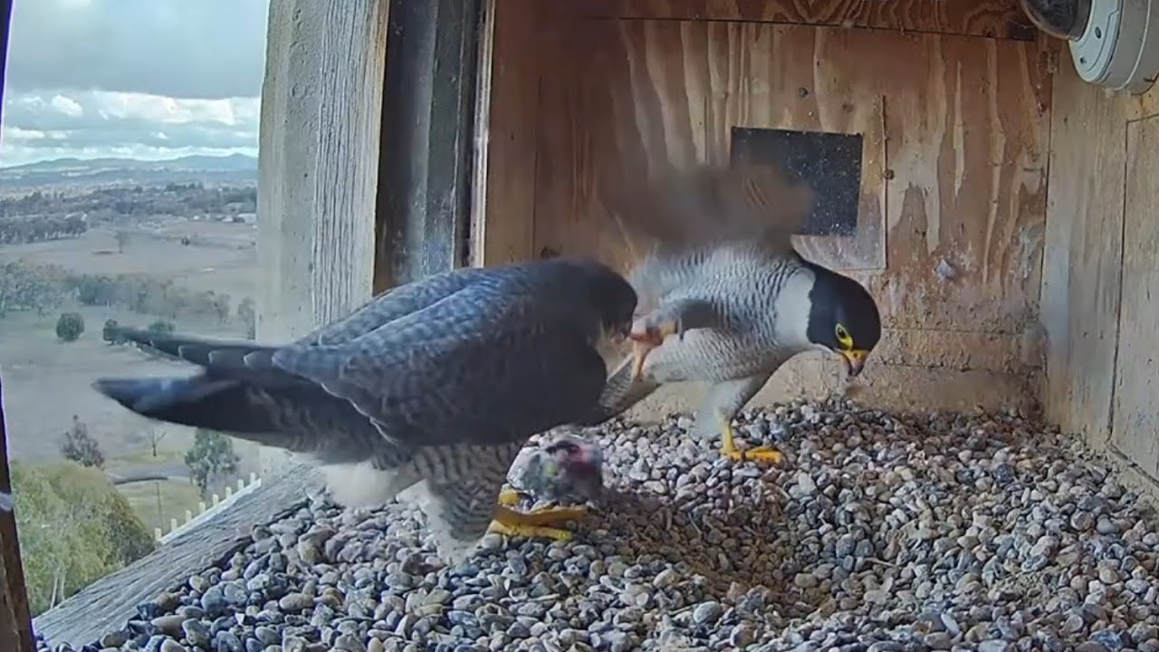 Diamond catch Xavier's talon during prey delivery | FalconCam Project ...