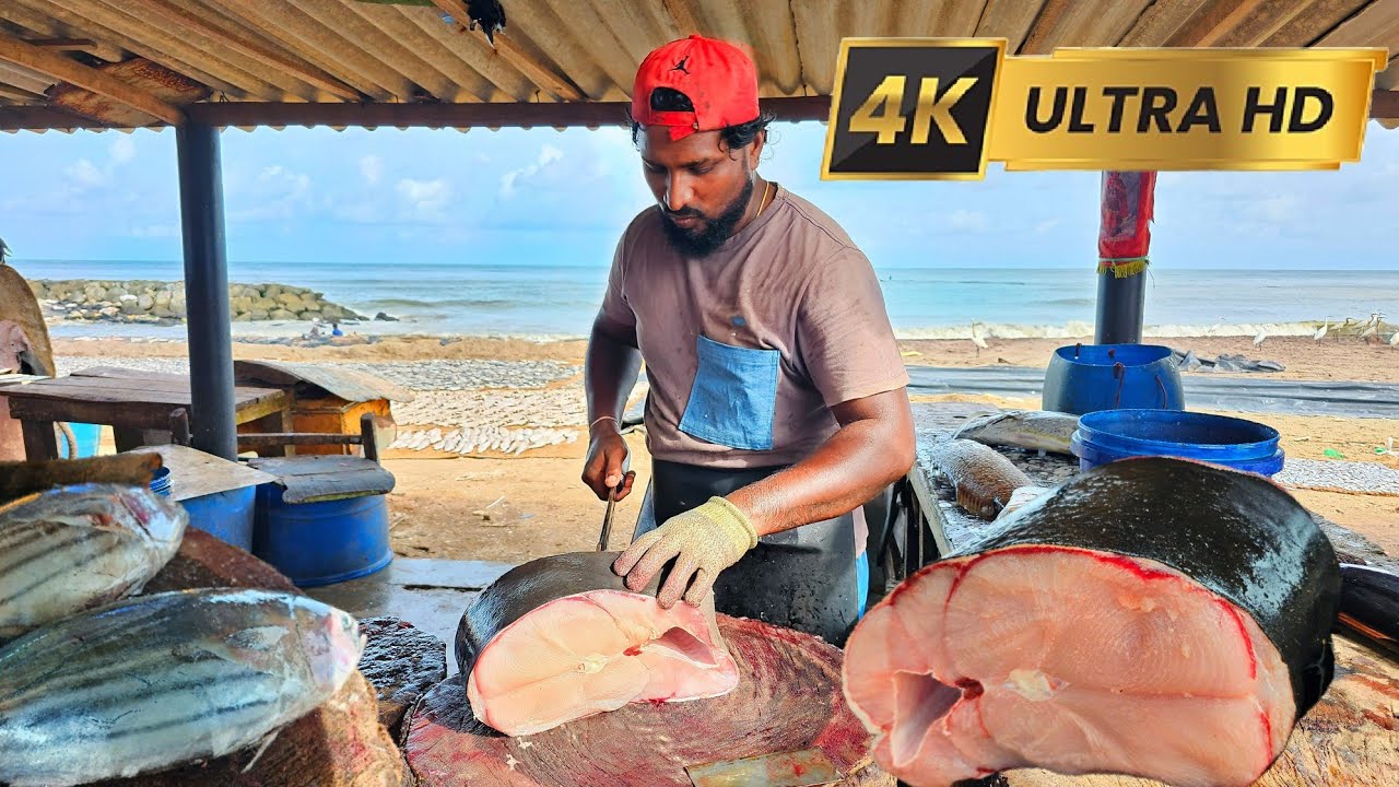 Never See Colourful Shark Fish Cut Like Butter |Huge Milk Shark Fish ...