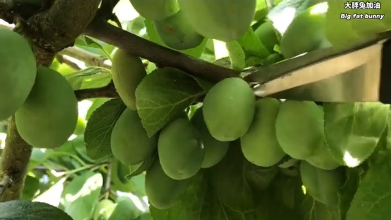 How to thin plums out# eliminating unwanted fruits - YouTube