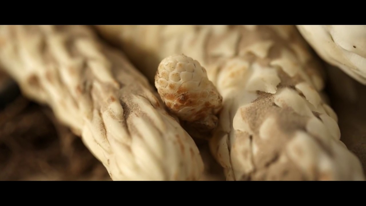 Cistanche root is used in Traditional Chinese Medicine and in Nutrilite ...