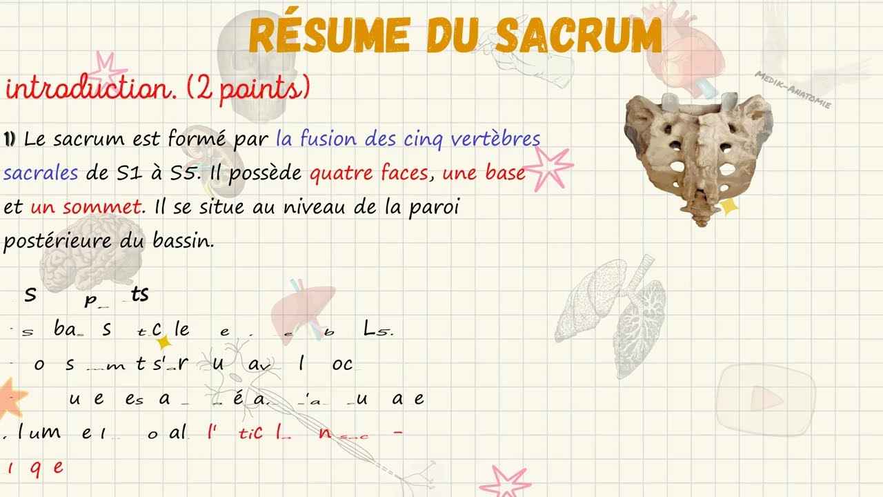 RÉSUMÉ SUR LE SACRUM | ANATOMIE DU CORPS HUMAIN - YouTube