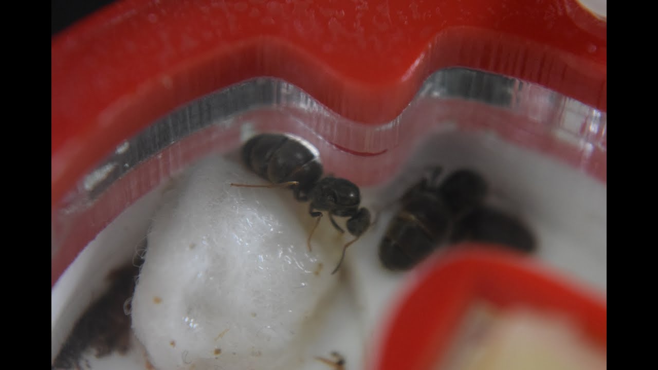Lasius Niger 3 Queen Colony | Week 5 - YouTube