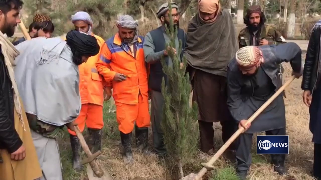 Tree planting campaign starts in Balkh | کمپاین نهال شانی در بلخ آغاز ...
